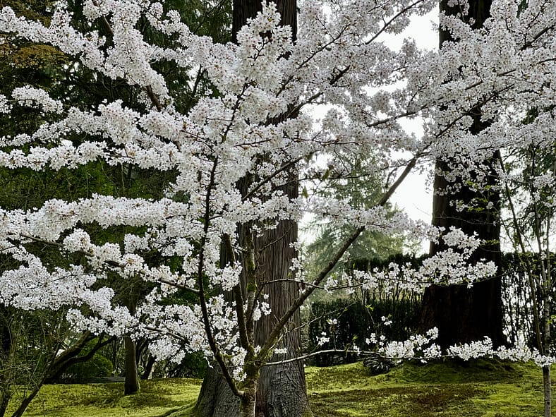 Cherry Blossoms of Portland Japanese Garden are a Must-See Sight for Spring – Portland Japanese ...