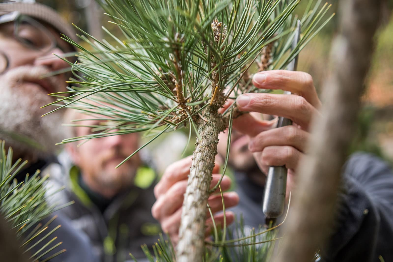 Pine Pruning Lecture and Demonstration – Portland Japanese Garden