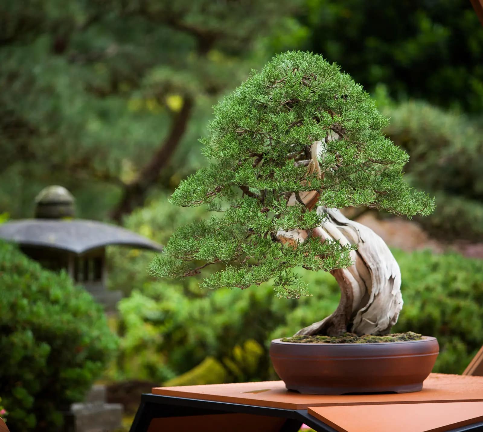 American Bonsai: The Unbridled Art of Ryan Neil – Portland Japanese Garden