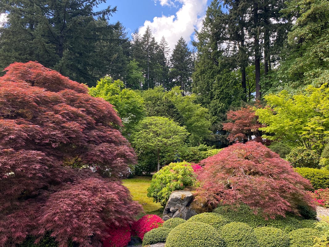 Spring Update: May 11 – Portland Japanese Garden