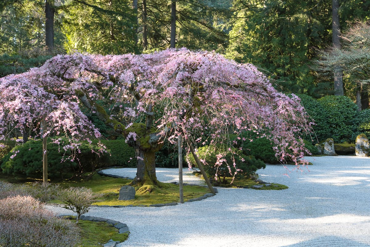 First Day of Spring – Portland Japanese Garden