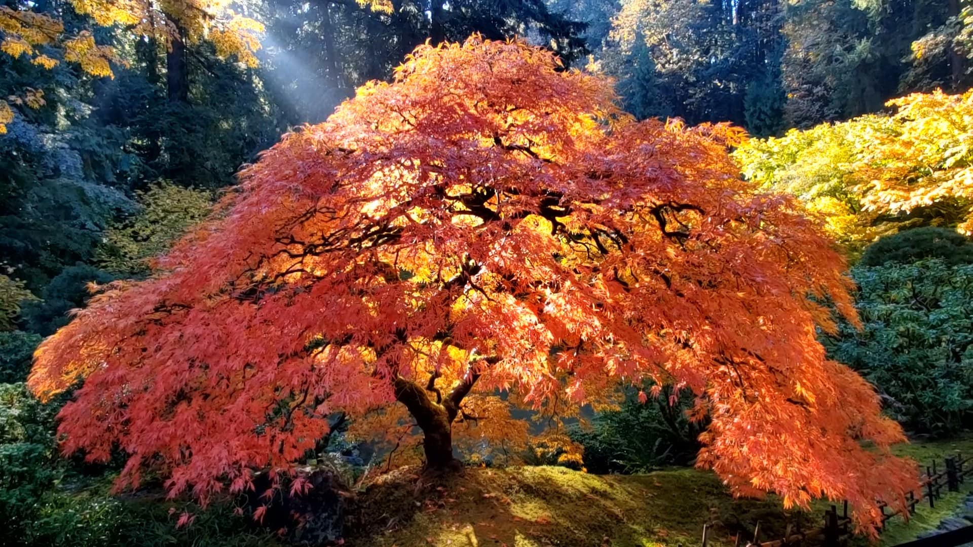 From KOIN-TV: See the Beautiful Colors on Display at Portland Japanese ...