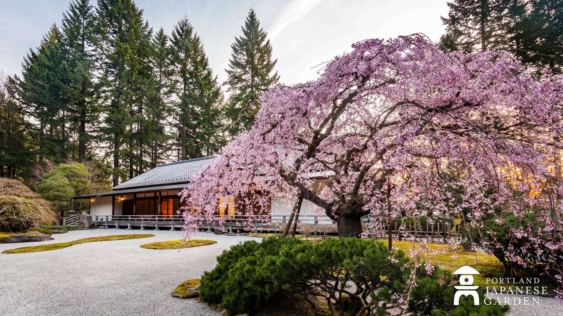 Spring-themed Zoom Background – Portland Japanese Garden