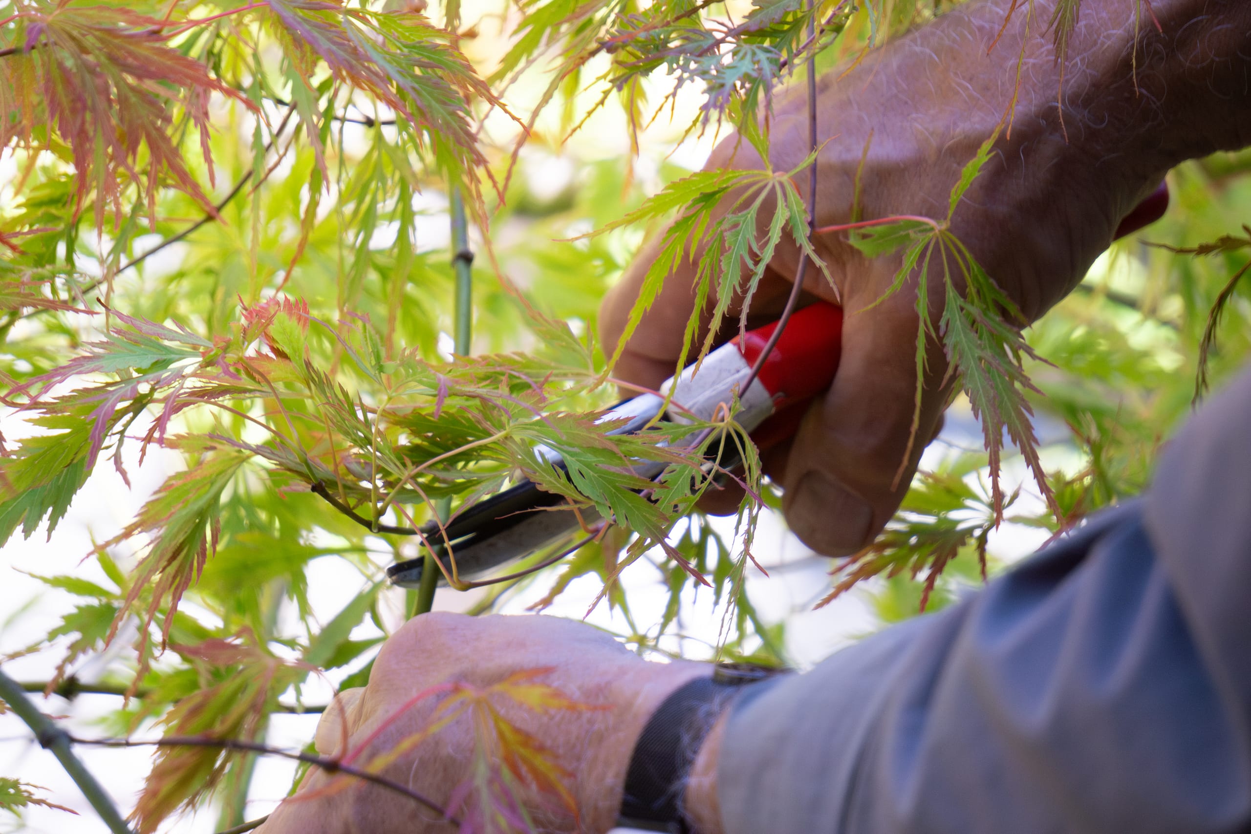 Tips on Japanese Maple Pruning – Portland Japanese Garden