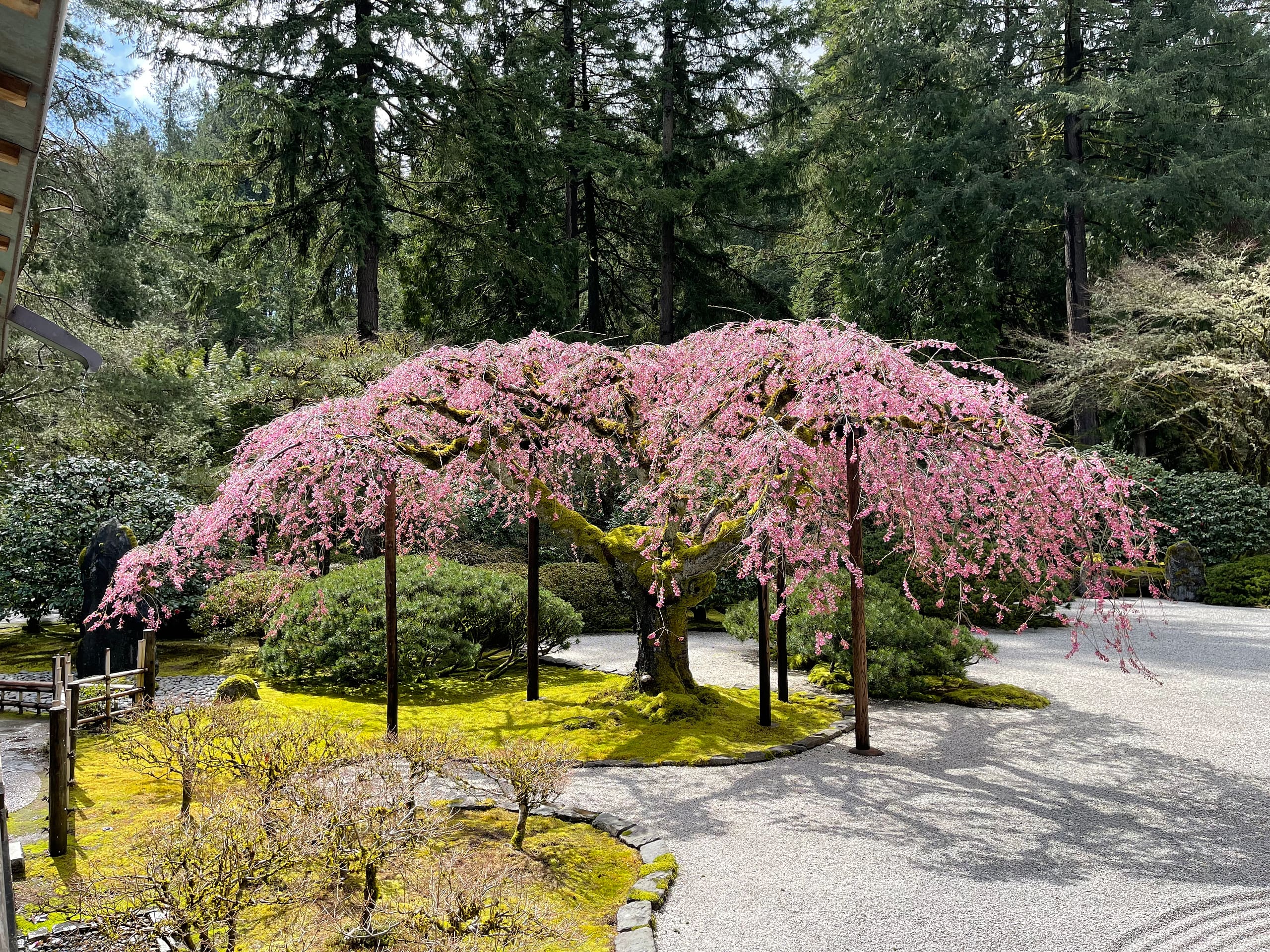 From The Oregonian: Spring at Portland Japanese Garden – Portland ...