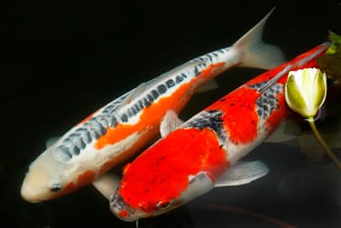 King of the River: Koi at Portland Japanese Garden – Portland Japanese ...