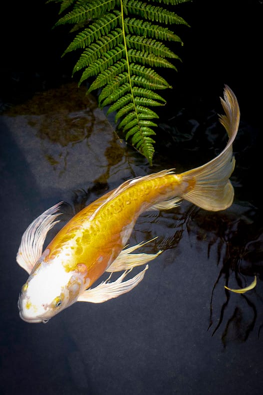 King of the River: Koi at Portland Japanese Garden – Portland Japanese ...
