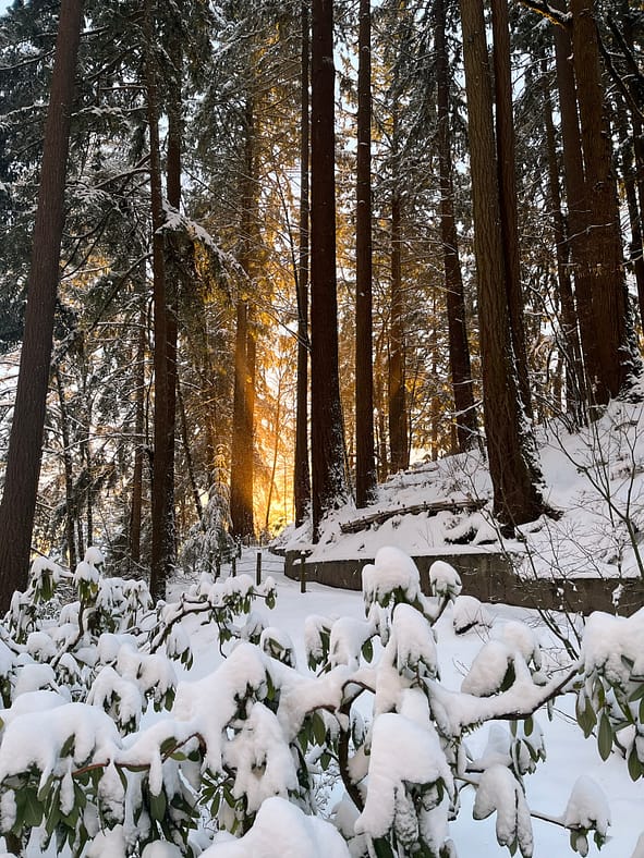 February Snowfall Blankets Portland Japanese Garden – Portland Japanese ...