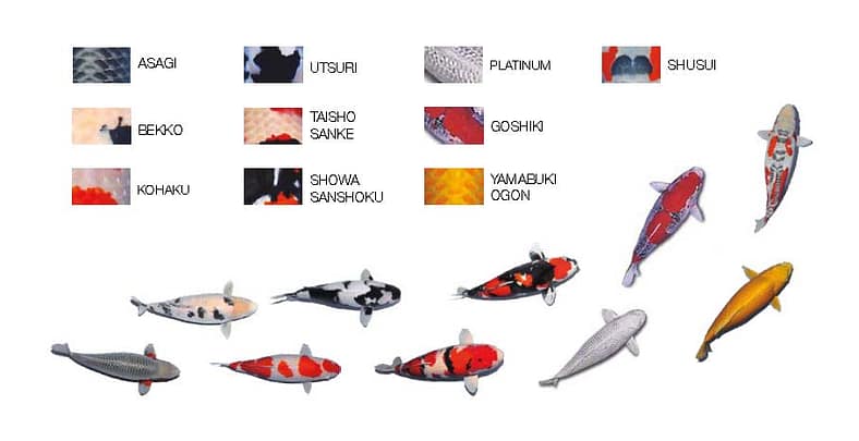 Koi: Learn About The Living Jewels of Portland Japanese Garden ...