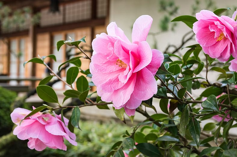 Signs of Spring 2021 – Portland Japanese Garden