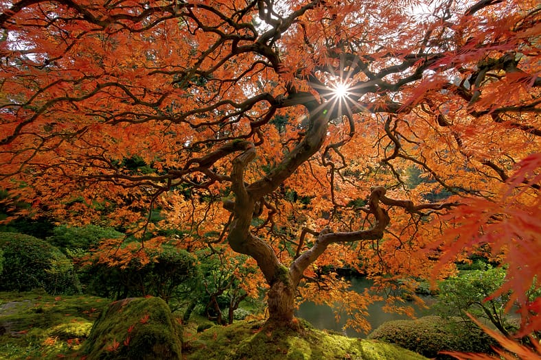 The Ephemerally Brilliant Autumn Colors of Portland Japanese Garden ...