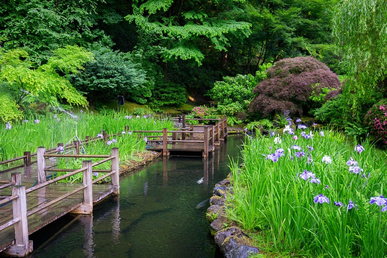 2023 Iris Blooms Watch – Portland Japanese Garden