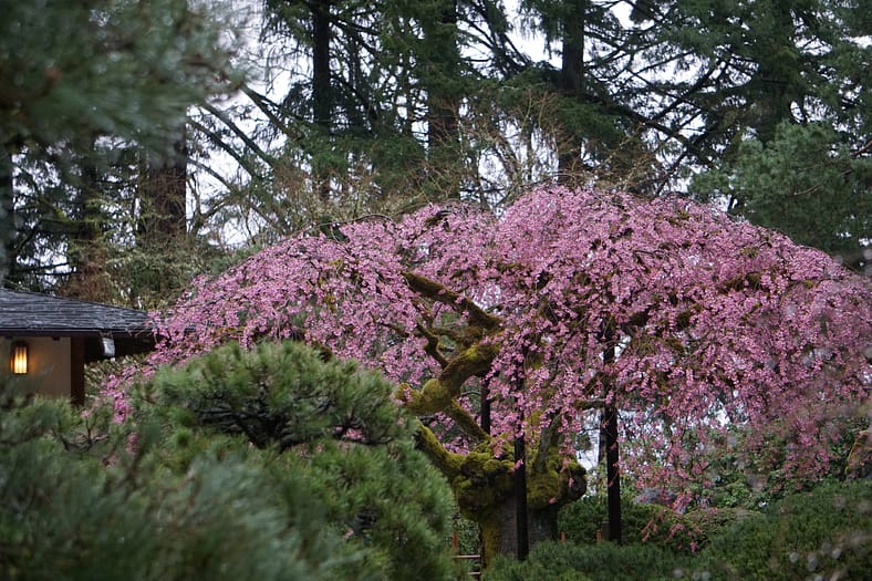 2023 Cherry Blossom Watch – Portland Japanese Garden