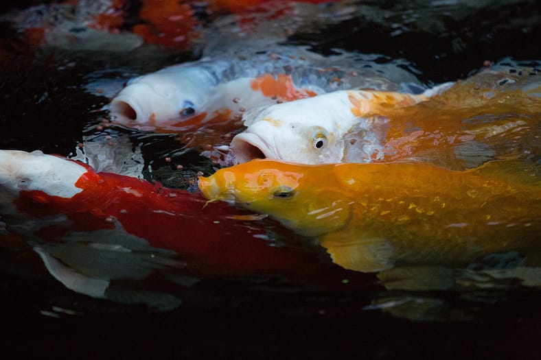 King of the River: Koi at Portland Japanese Garden – Portland Japanese ...