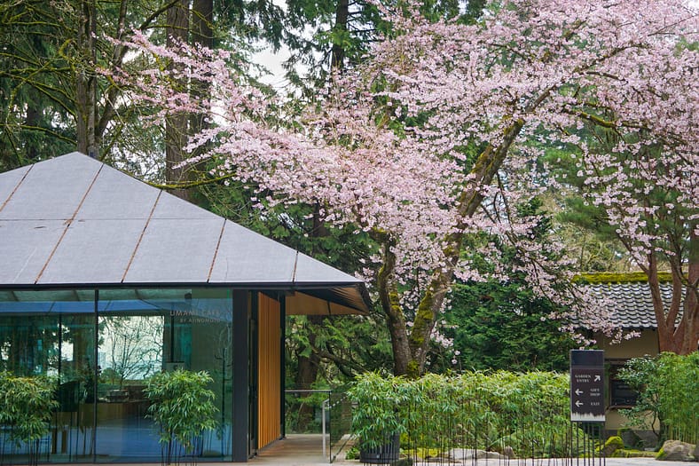 The Sakura of Spring: Cherry Blossoms in Portland Japanese Garden – Portland Japanese Garden