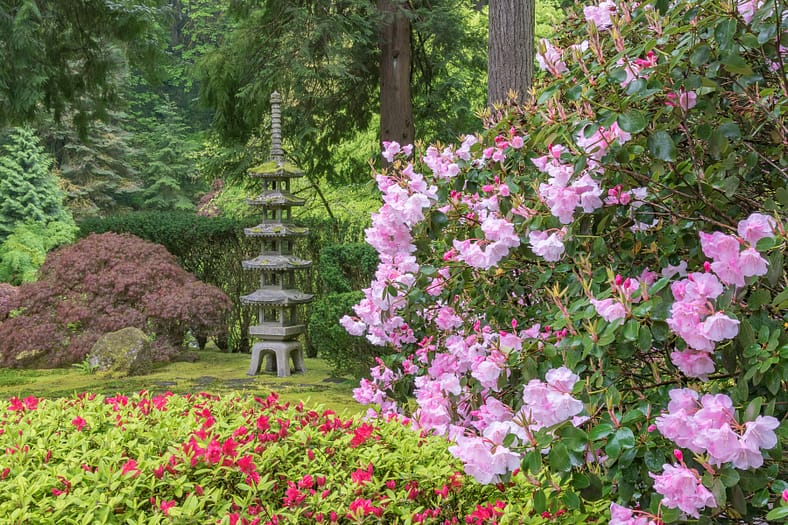 2024 Spring Bloom Watch – Portland Japanese Garden