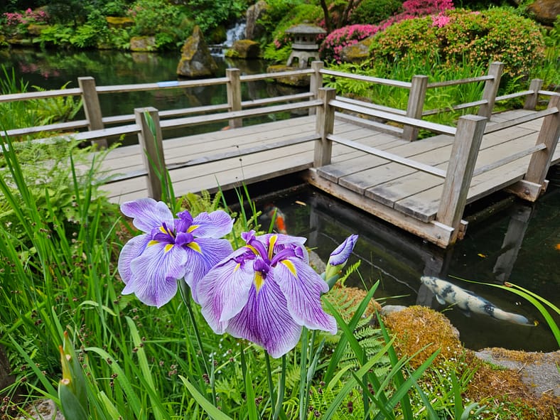 2023 Iris Blooms Watch – Portland Japanese Garden