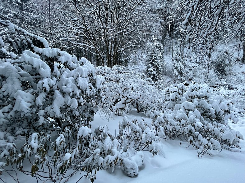February Snowfall Blankets Portland Japanese Garden – Portland Japanese ...