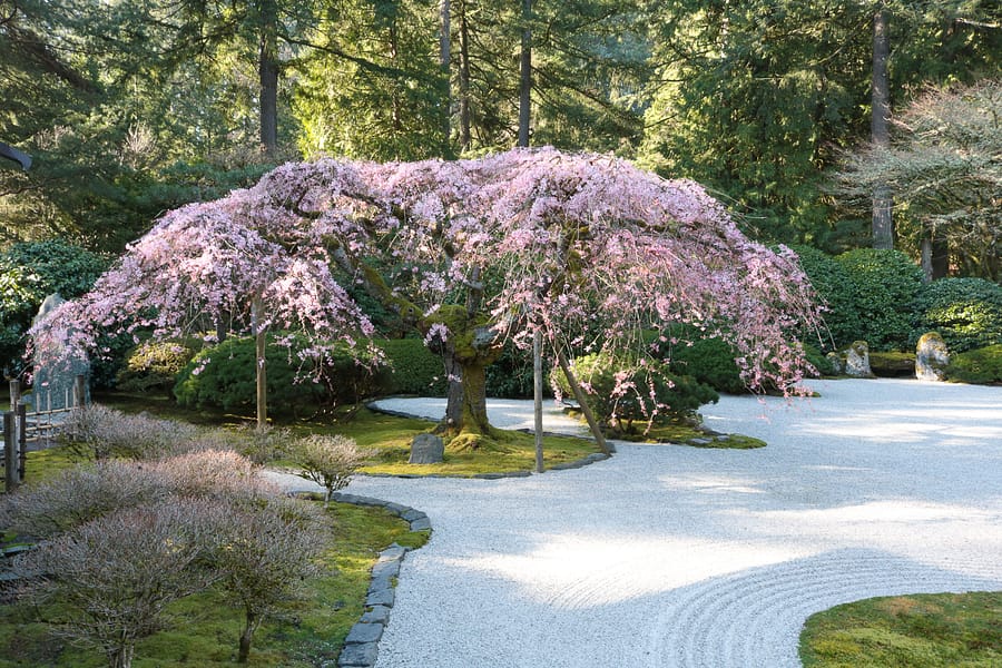 First Day of Spring – Portland Japanese Garden