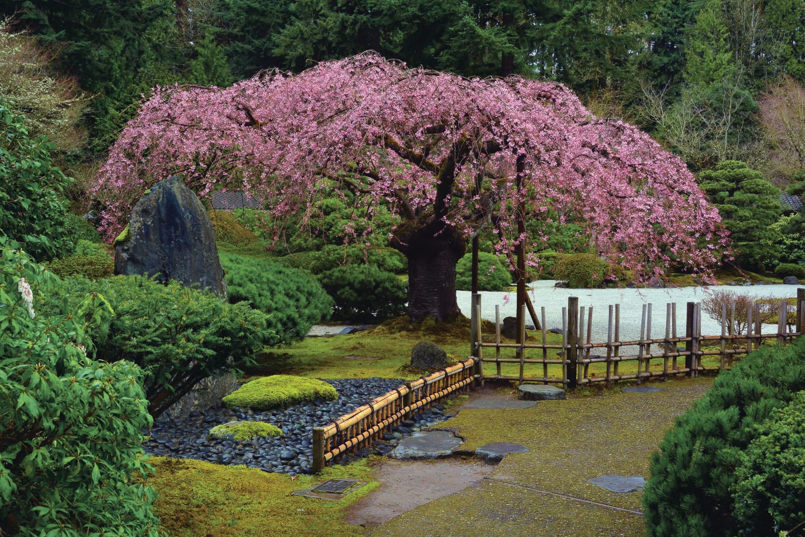 Glimpse of Spring – Portland Japanese Garden