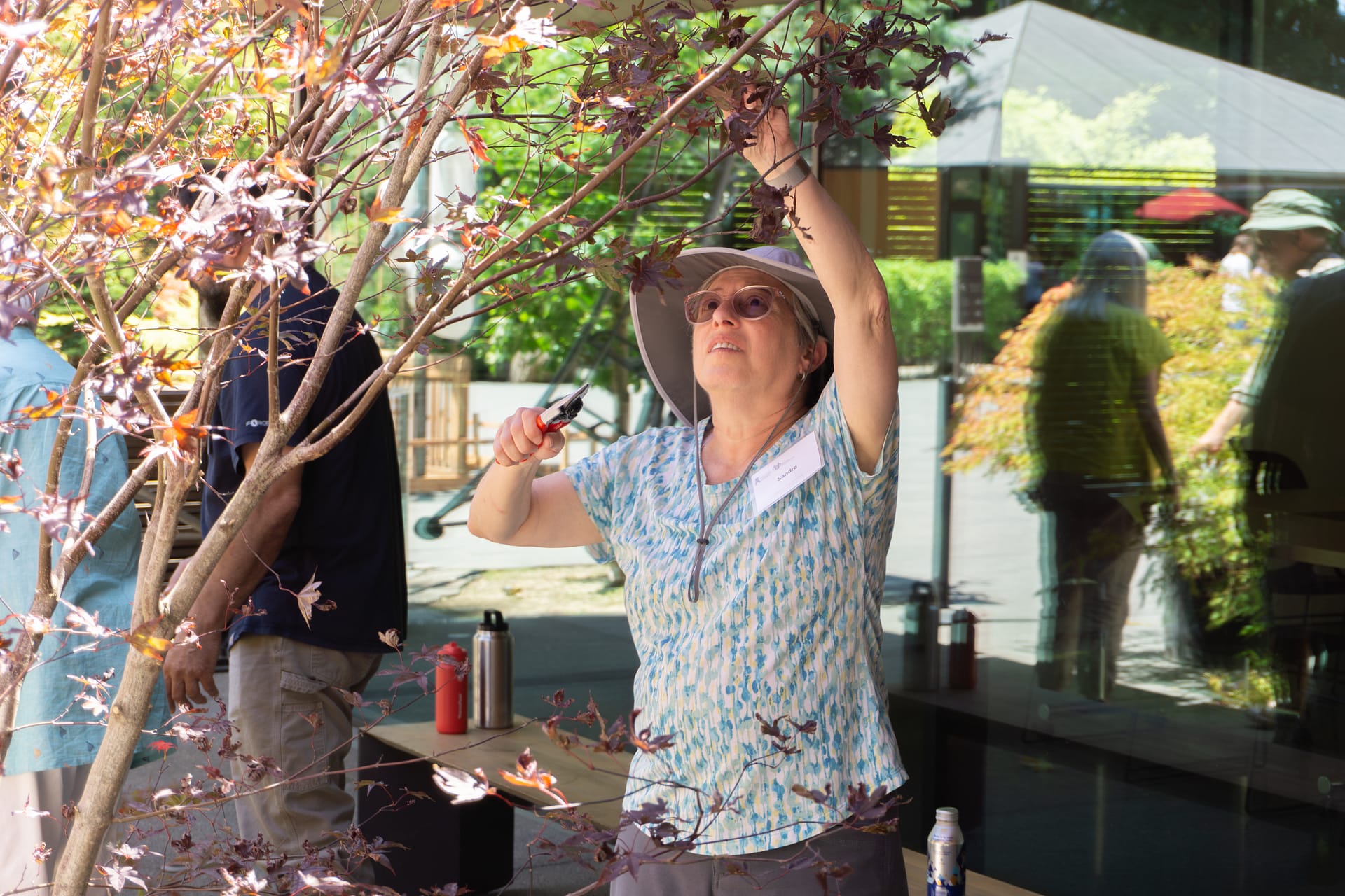 Tips on Japanese Maple Pruning – Portland Japanese Garden