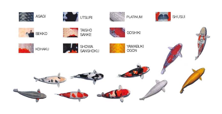 koi fish description