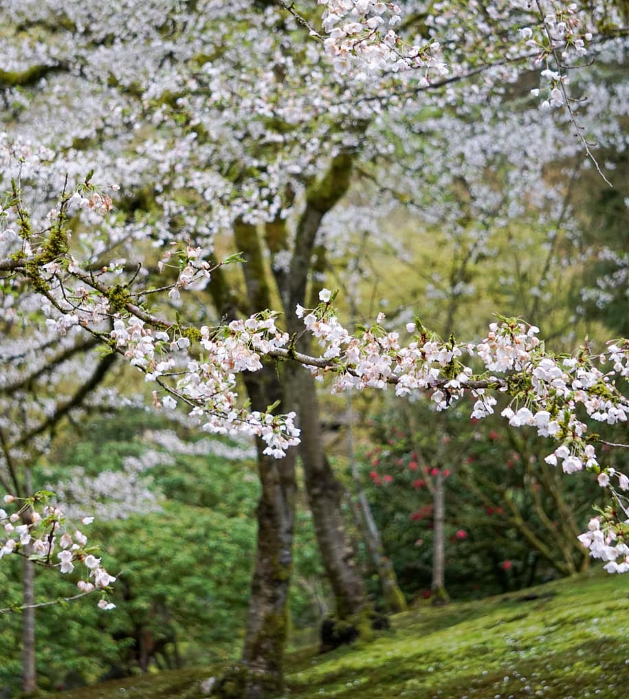 sakura forest