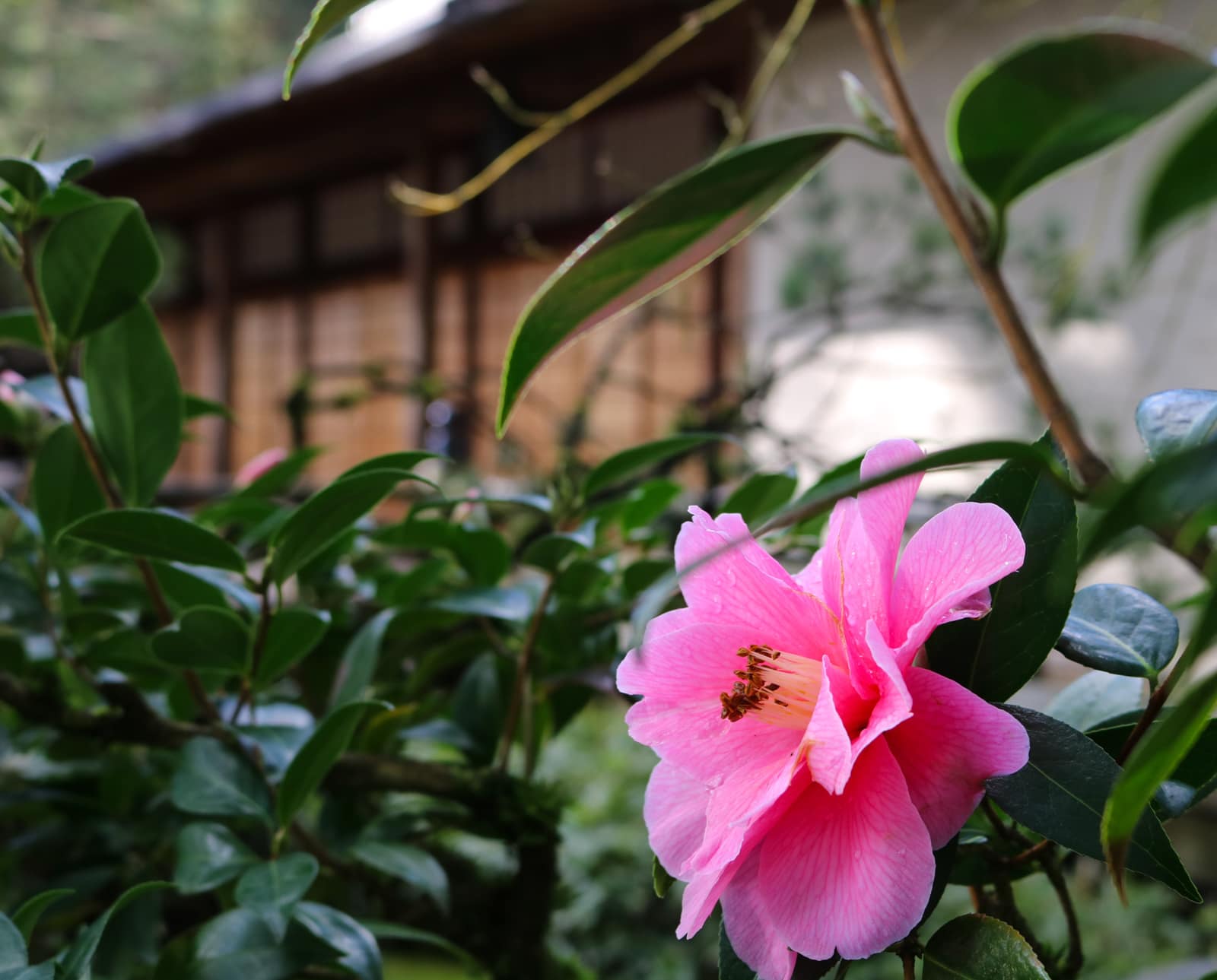 What to Expect – Portland Japanese Garden
