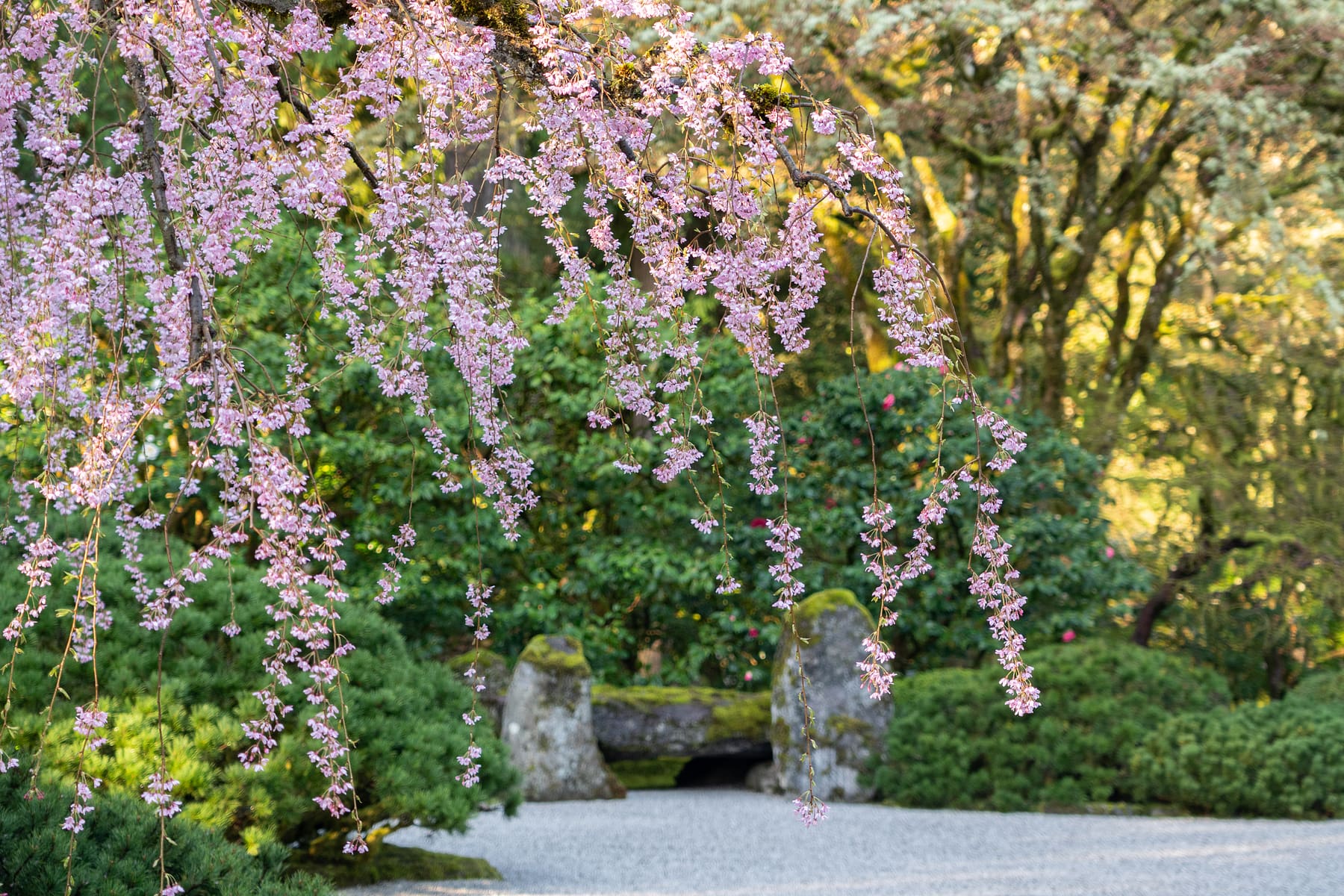 Cherry Blossom Tracker – Portland Japanese Garden