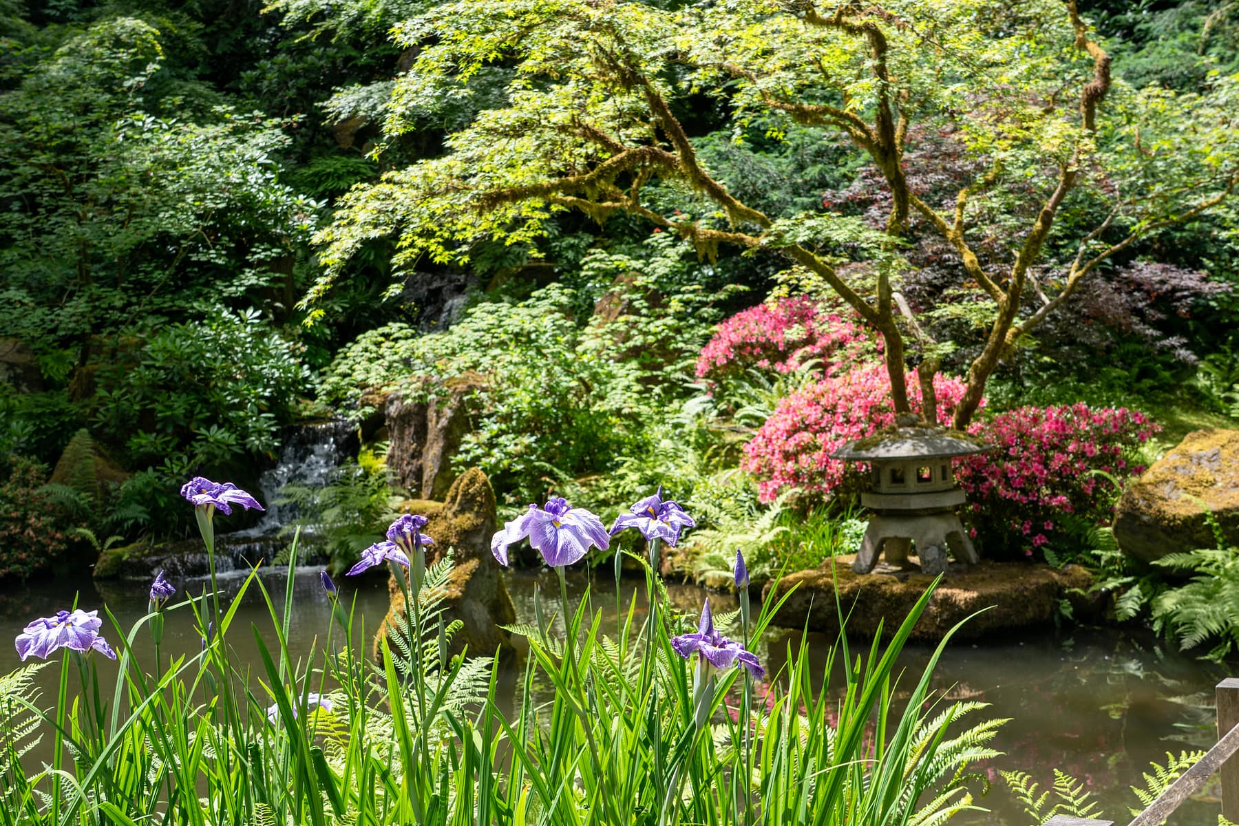 Iris Tracker – Portland Japanese Garden
