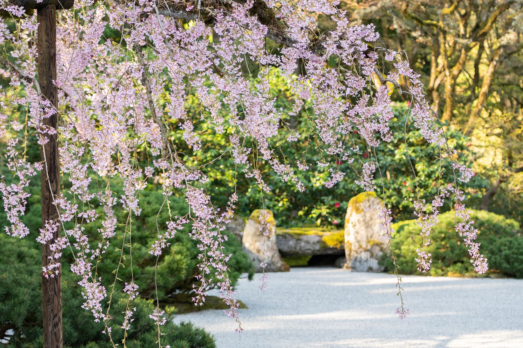 Cherry Blossom Tracker – Portland Japanese Garden