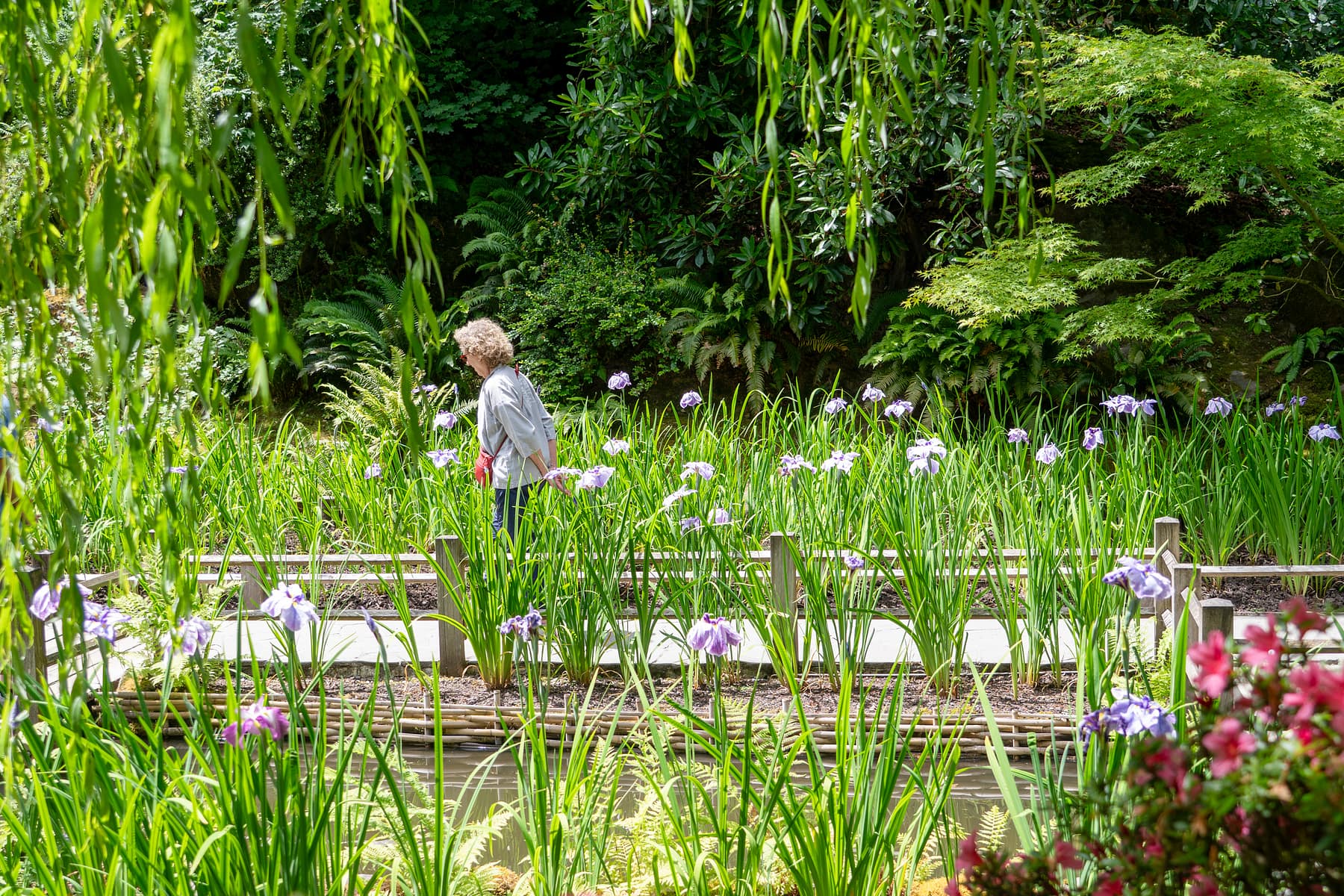 Iris Tracker – Portland Japanese Garden