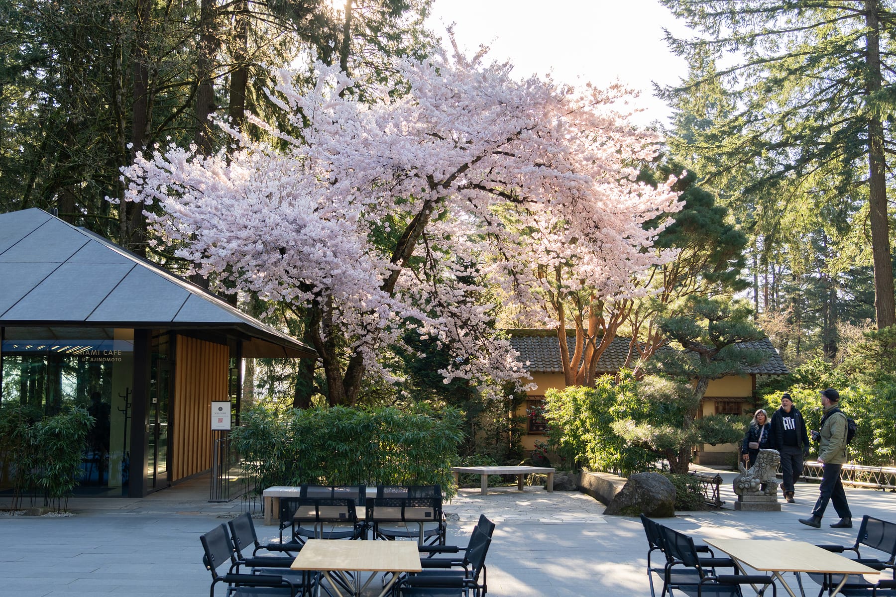 Cherry Blossom Tracker – Portland Japanese Garden