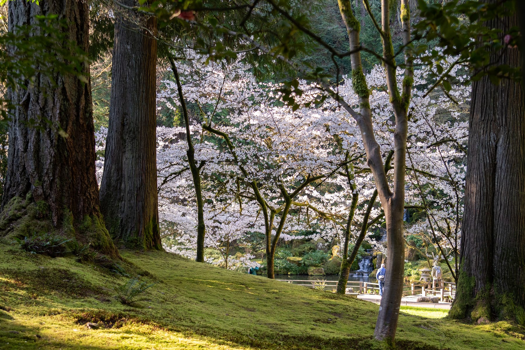 Cherry Blossom Tracker – Portland Japanese Garden