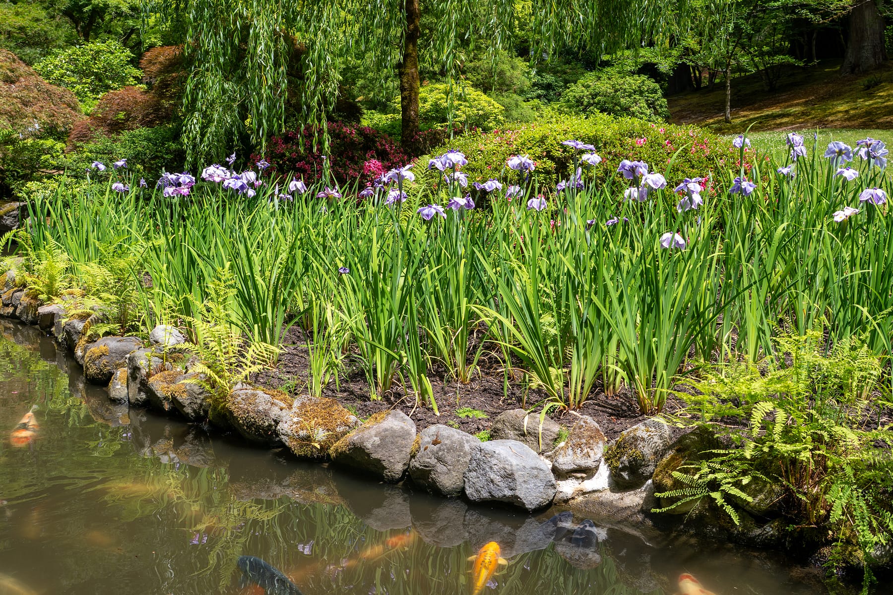 Iris Tracker – Portland Japanese Garden