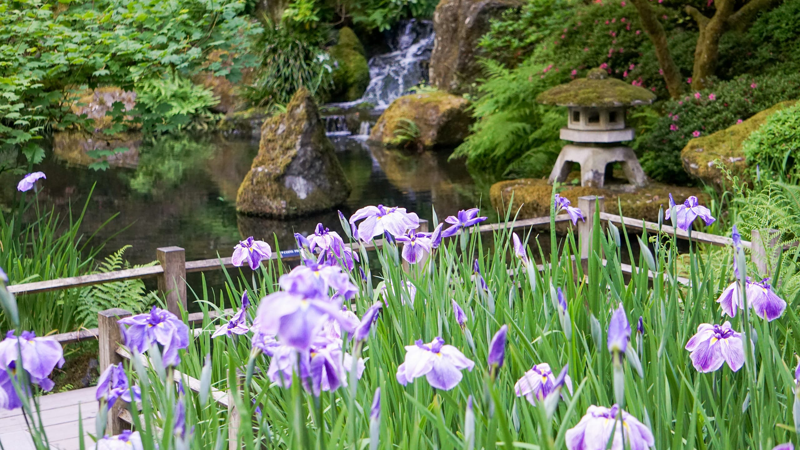 Iris Tracker – Portland Japanese Garden