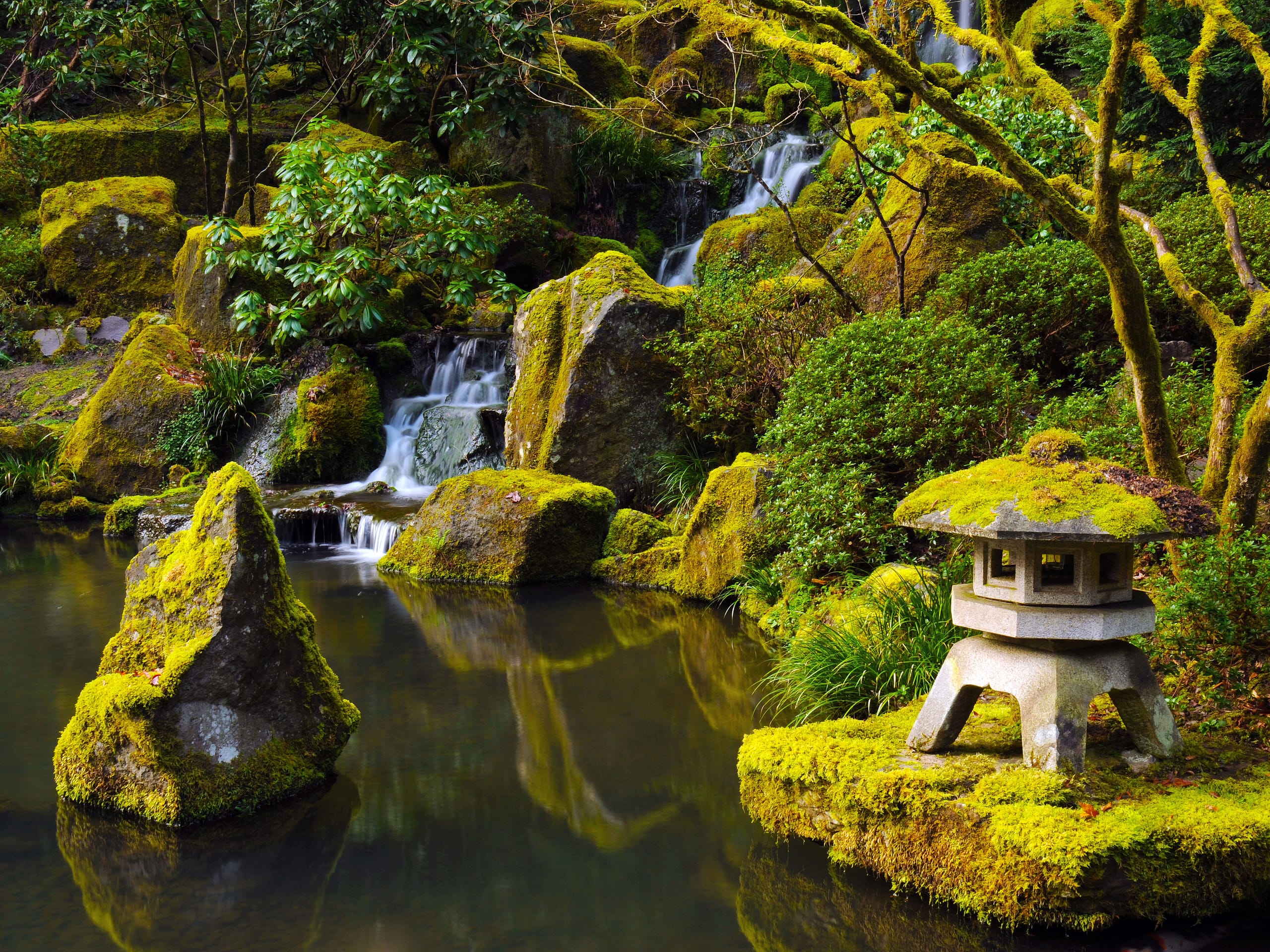 Celebrate Moss Appreciation Week at Portland Japanese Garden