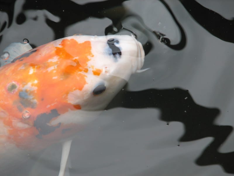 King of the River: Koi at Portland Japanese Garden – Portland Japanese ...