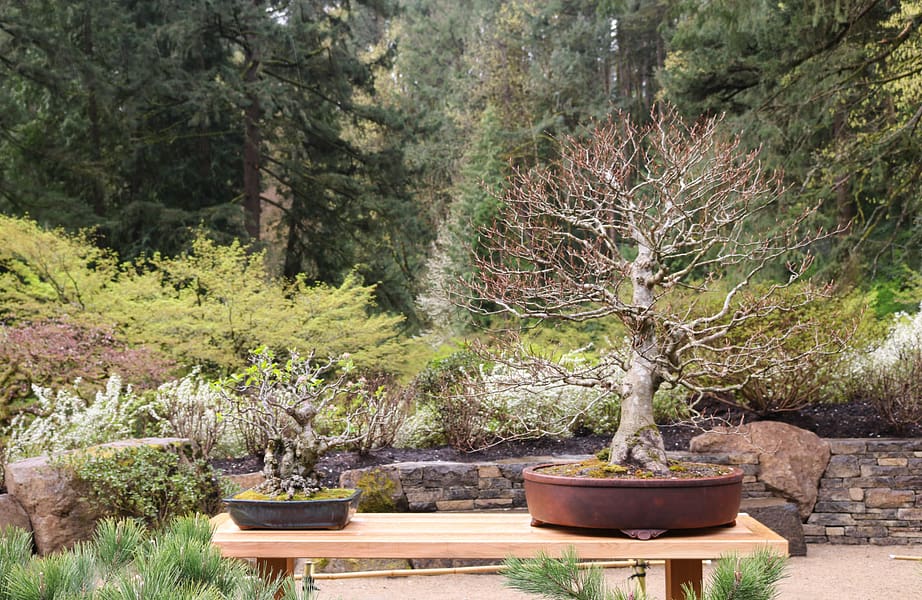 Caring for Bonsai in Winter – Portland Japanese Garden