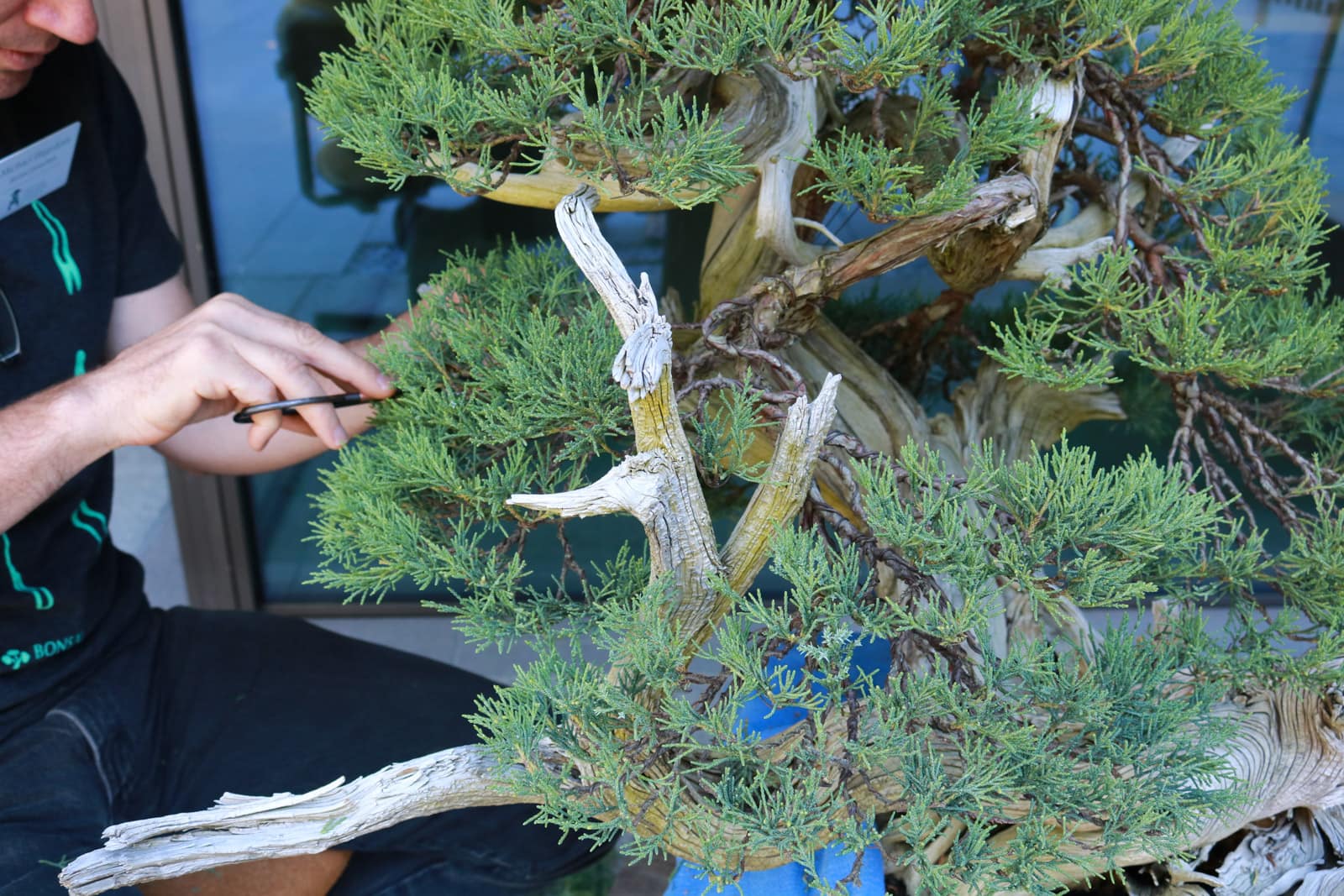 Cultural Demonstration: Bonsai – Portland Japanese Garden