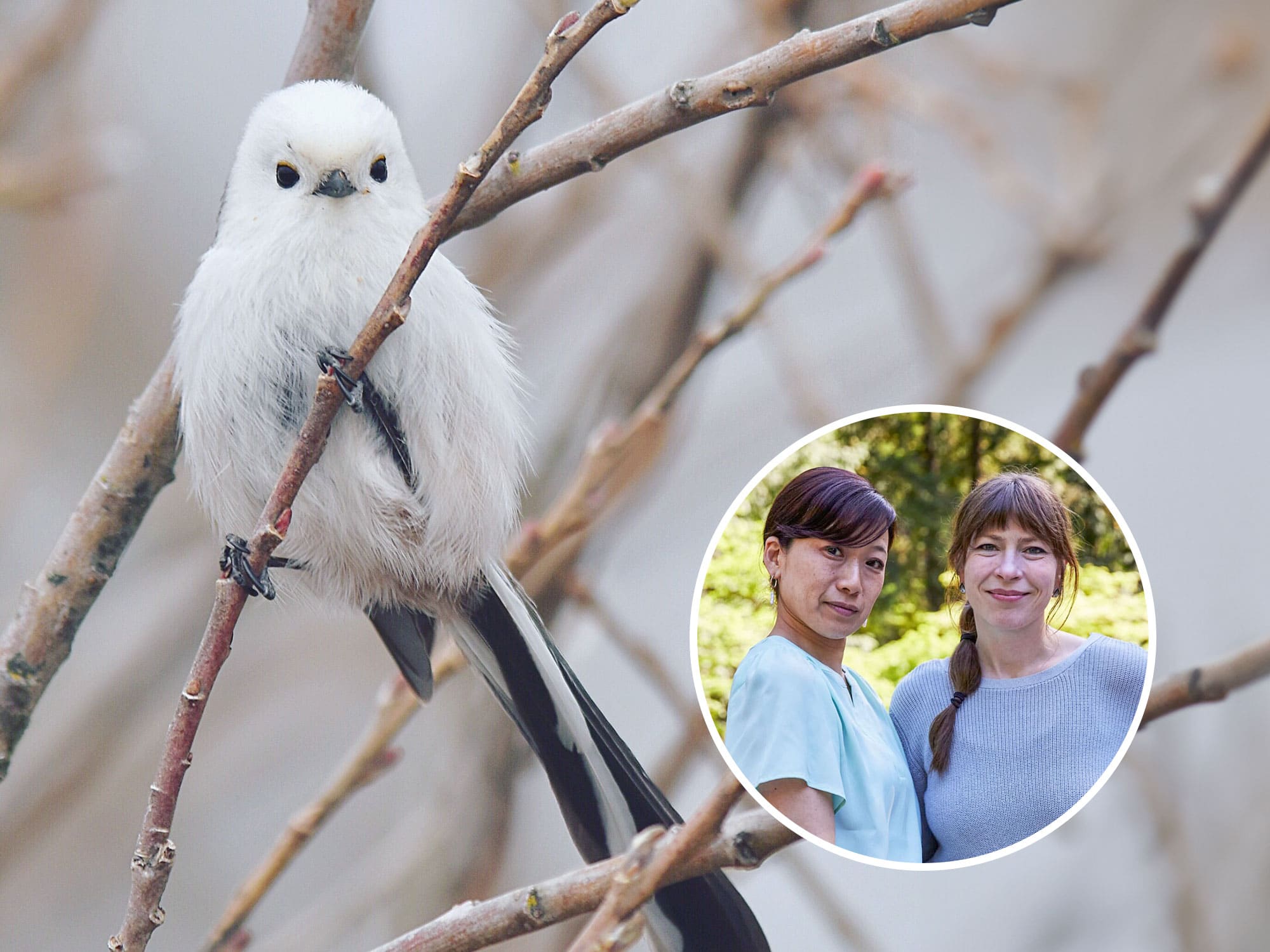 Portland Japanese Garden