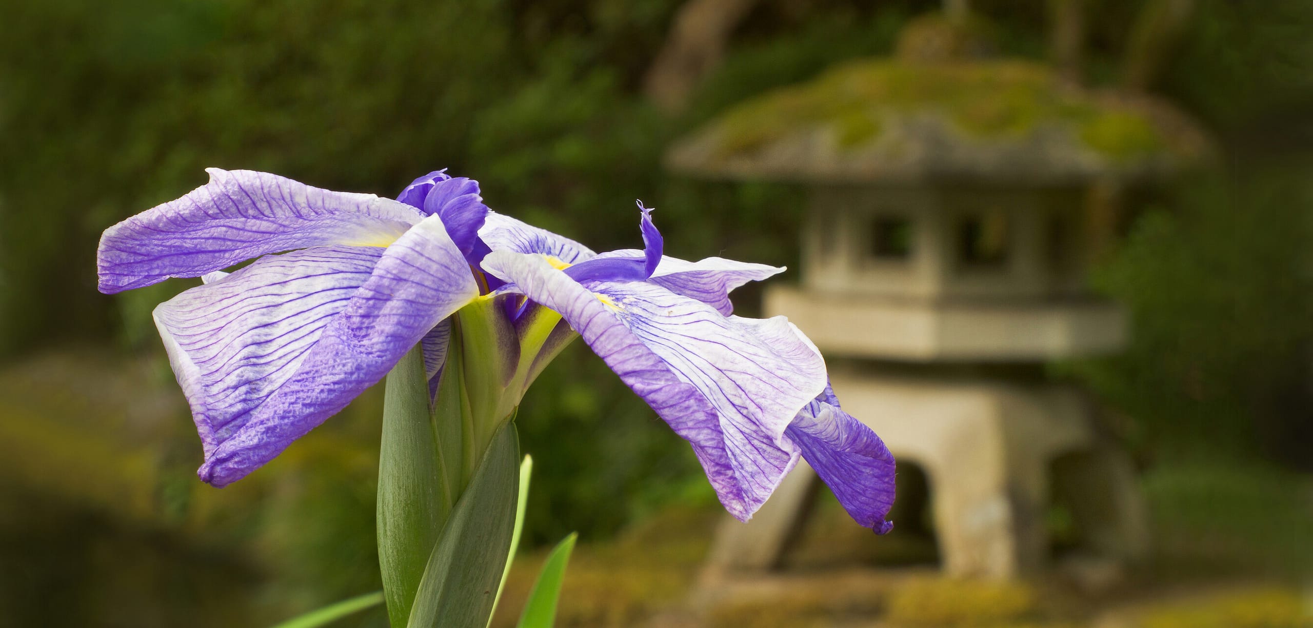Greater Portland Iris Society Show – Portland Japanese Garden
