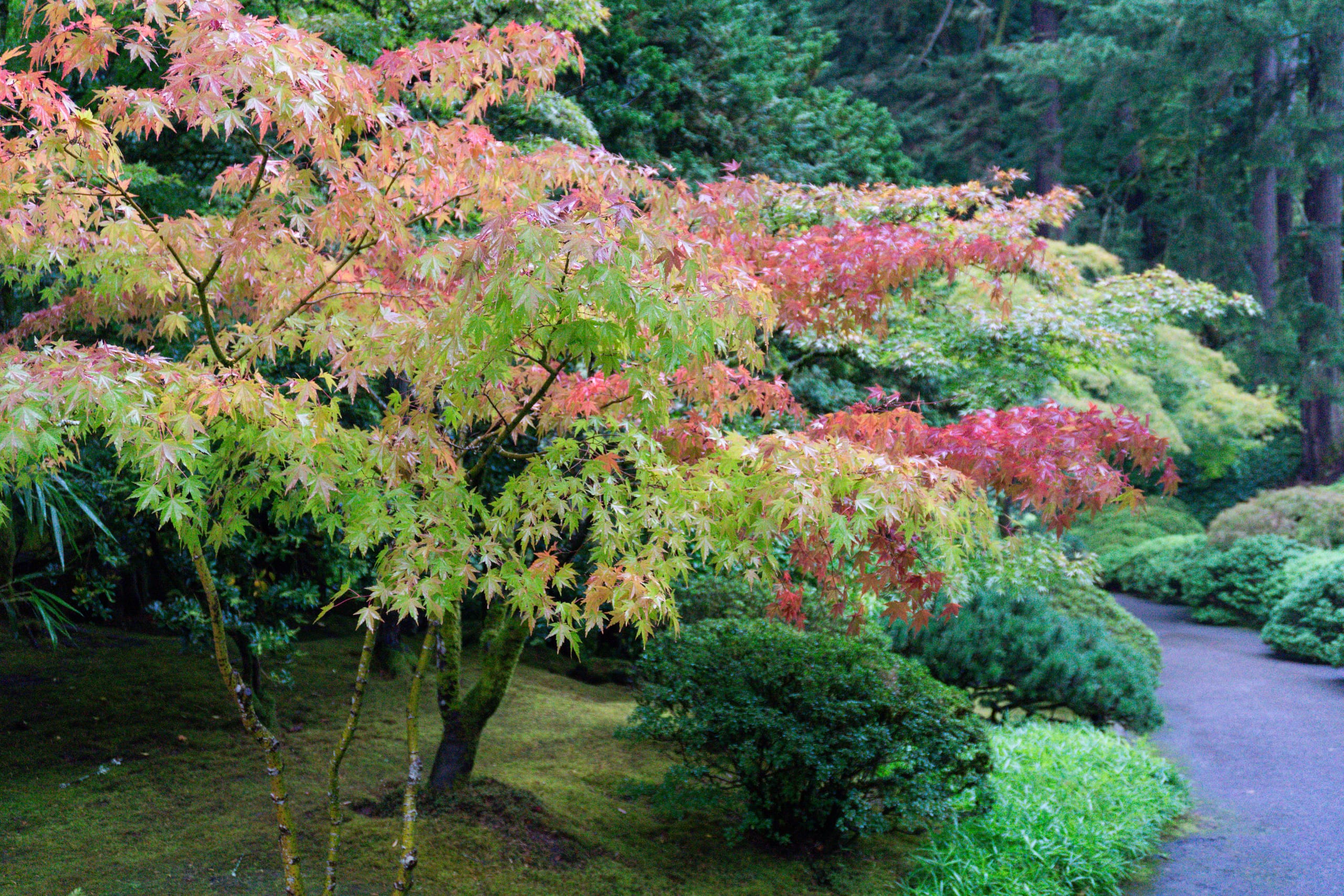 From KOIN-TV: Portland Japanese Garden Among Portland’s Six Most ...