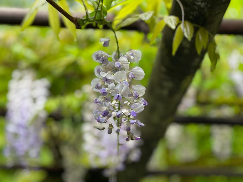 The Flowers of Spring 2022 – Portland Japanese Garden