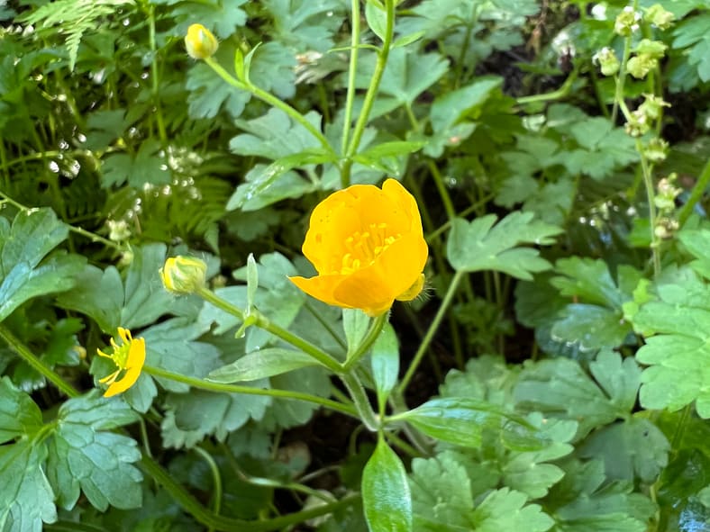 The Flowers of Spring 2022 – Portland Japanese Garden