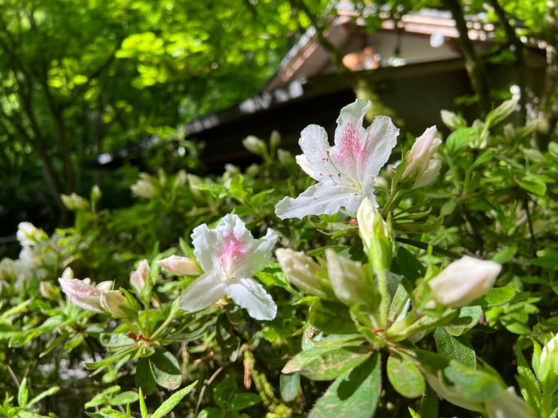 The Flowers of Spring 2022 – Portland Japanese Garden