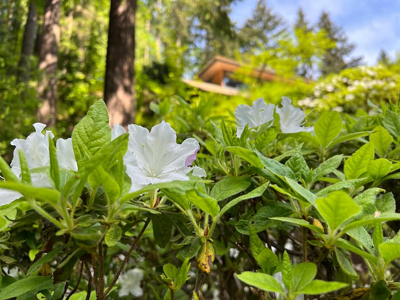 The Flowers of Spring 2022 – Portland Japanese Garden