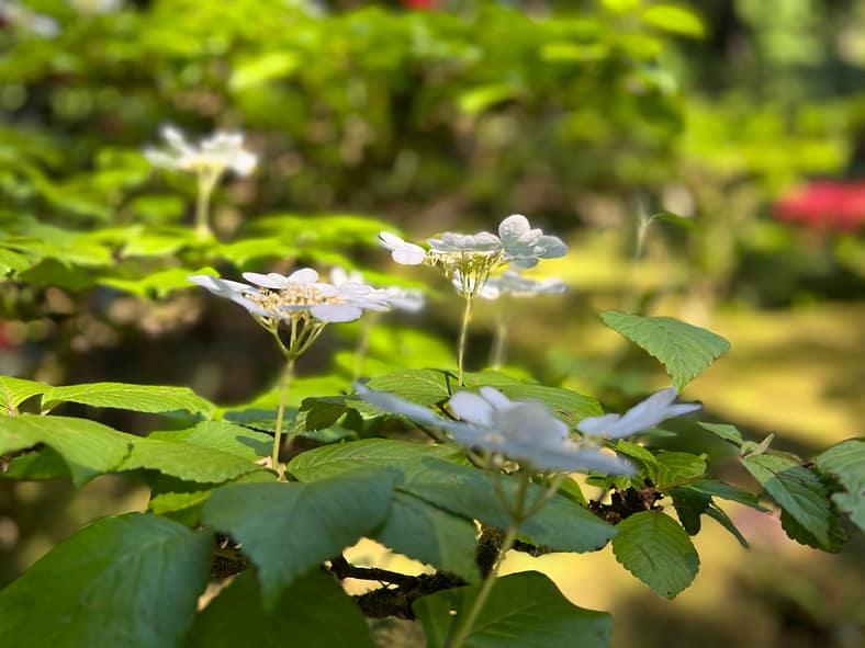 The Flowers of Spring 2022 – Portland Japanese Garden