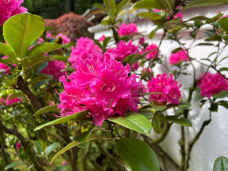 The Flowers of Spring 2022 – Portland Japanese Garden