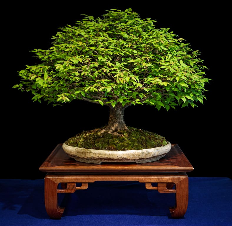 Bonsai Society of Portland Exhibition – Portland Japanese Garden